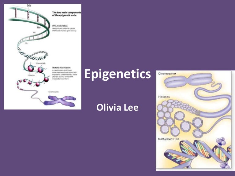 Epigenetics Examples