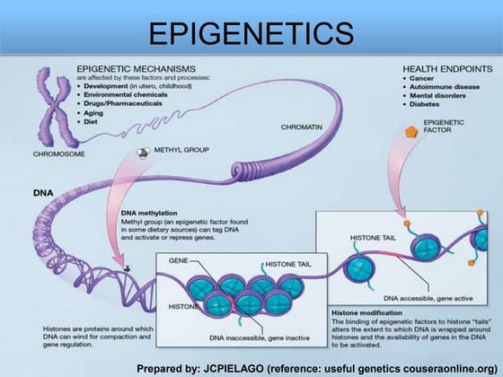 Introduction to Epigenetics | PPT
