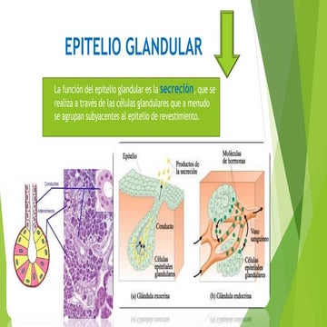 EPITELIO GLANDULAR.pptx