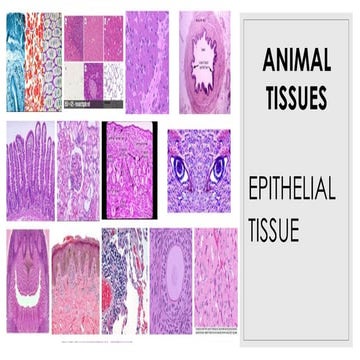 EPITHELIAL-TISSUE-ANIMAL-TISSUE-BIO.pptx