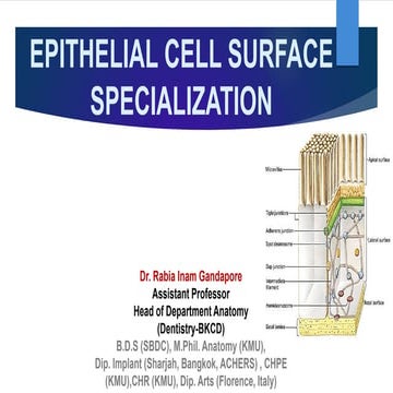 Epithelial Cell Surface Specialization by Dr. Rabia I. Gandapore.pptx