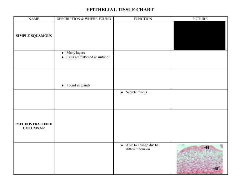 Epithelial Tissue Types Chart Epithelial Tissue Histology - template ...