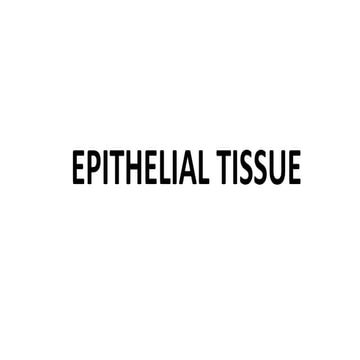 Epithelial Tissue Histology In Anatomy K Pptx