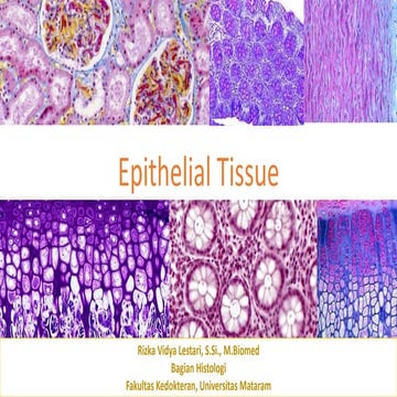 Epithelial Tissue.ppt