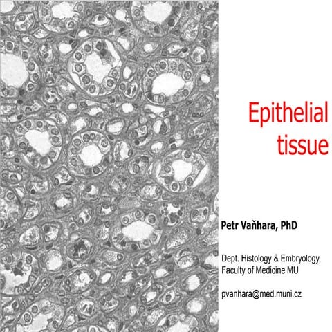EPITHELIAL_TISSUE_ENG_2018.pdf