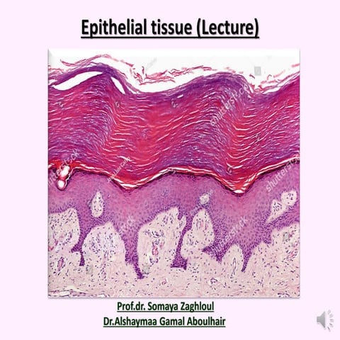 Connective Tissue histologyy lecture.pdf