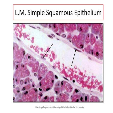 Epithelium - Prac. Histology | PPTX