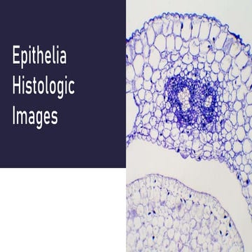 Epithelium 2 Pptx