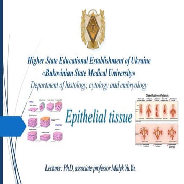 Epythelial tissue | PDF