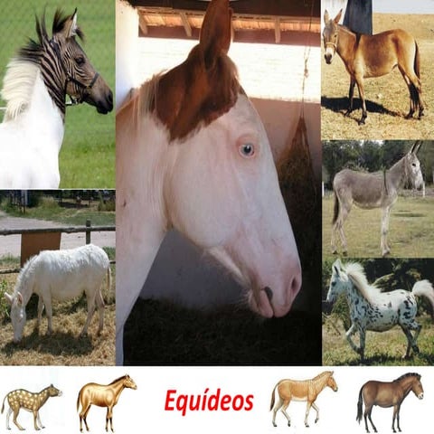 Aula 1 Ezoognósia Equina - Nomenclatura do Exterior e Mensurações | PPT