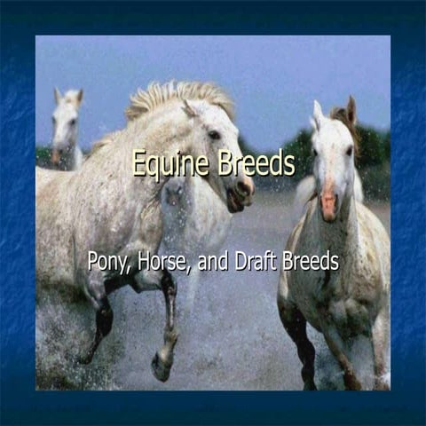 Equine breeds | PPT
