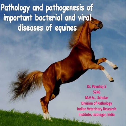Equine diseases | PPSX
