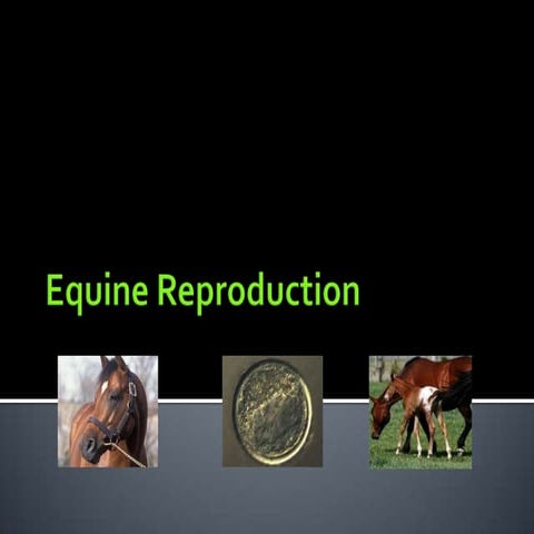 Equine reproduction | PPTX