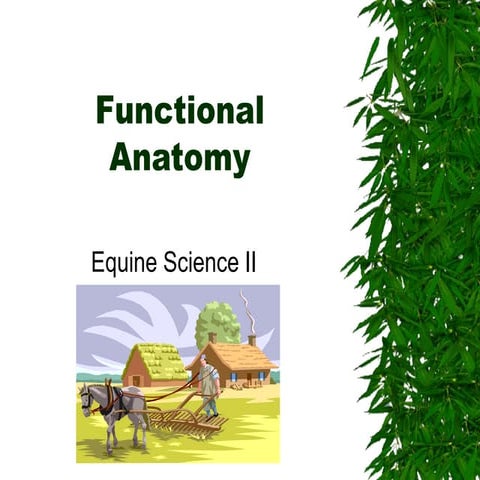 Equine science funcional anatomy. Horses | PPT