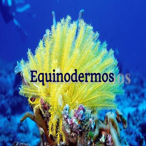 Equinodermos Biologia | PPT