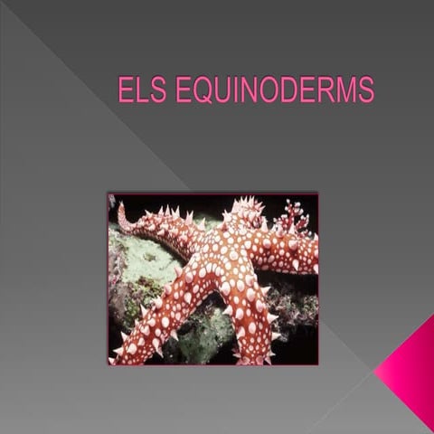 Equinoderms | PPTX
