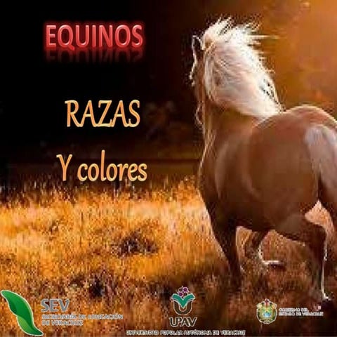 Razas de Caballos y sus características principales.pdf