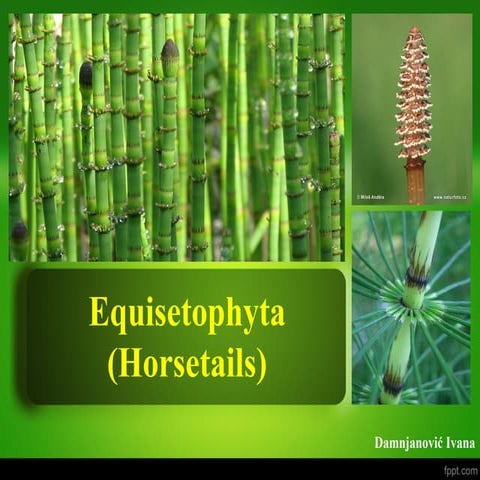 Equisetophyta | PPT