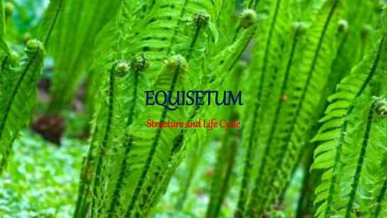 Equisetum | PPT