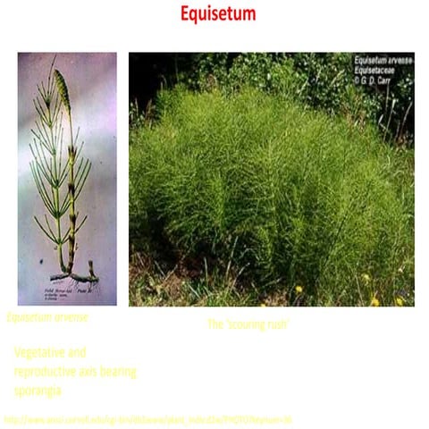 Morphology, Structure and Reproduction of Equisetum. | PPTX