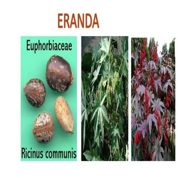Eranda.powerpoint preparation for second year BAMS students Dravyaguna ...