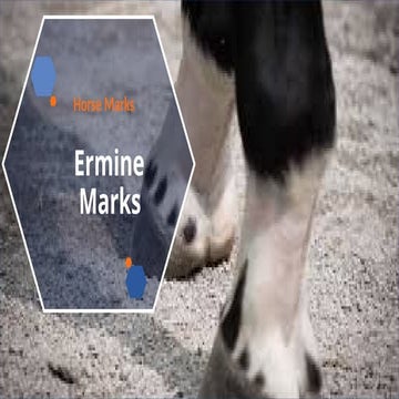 Ermine marking in equines and colour.pptx