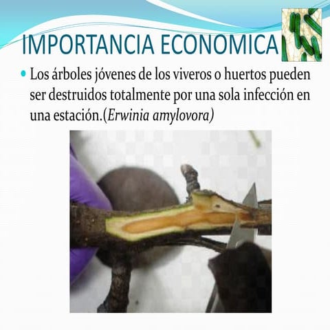 Erwinia | PDF