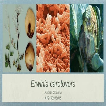 Erwinia cartovora ppt | PPT