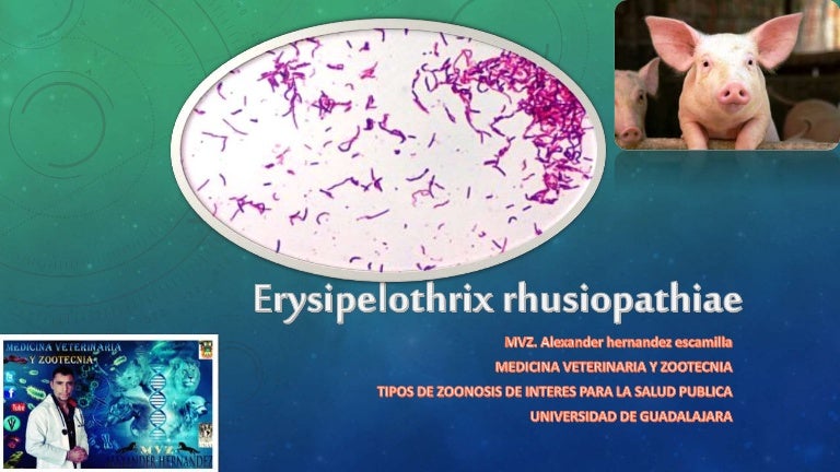 Erysipelothrix rhusiopathiae (ERISIPELA PORCINA)
