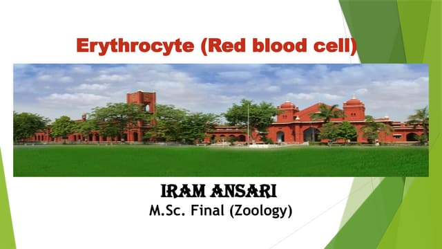 Evolution of man by Sana Bi Ansari M.Sc. I year.pptx