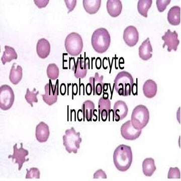 Erythrocyte-Morphology-and-Inclusions 2 (2).pptx