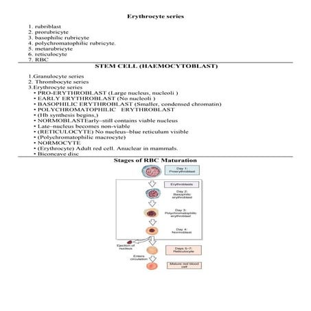 Erythrocyte series عملي دكتور عبد الامير ّجامعة الكوفة تشخيصات | PDF