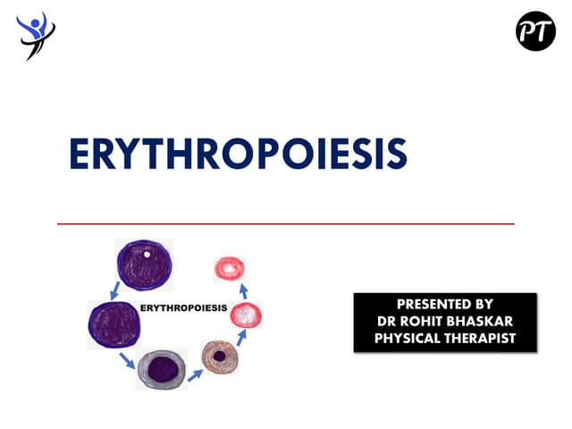 Erythropoiesis notes | PDF