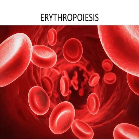 Erythropoiesis | PPTX