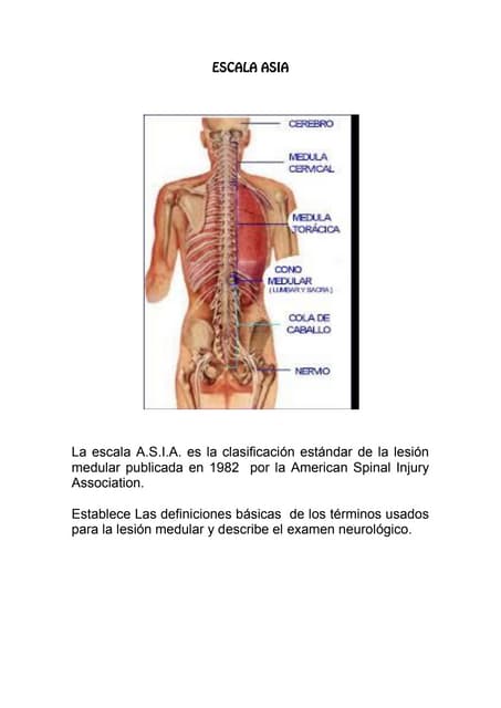 Dermatomas Brazo Mano Anatomia