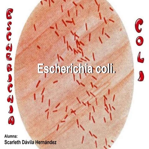 Escherichia coli | PPTX