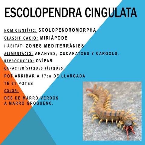 Escolopendra cingulata | PPTX