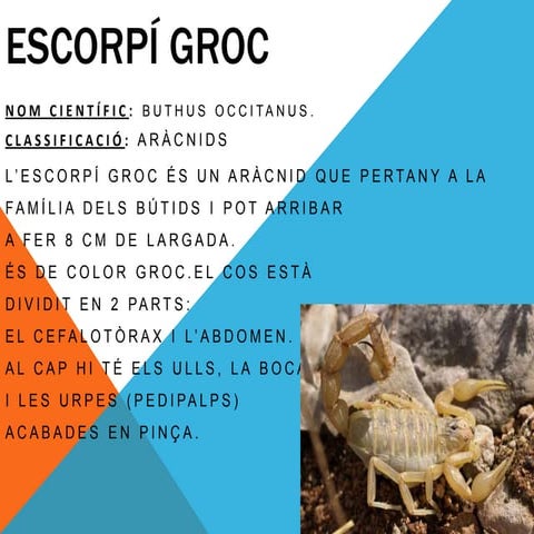 Escorpí groc | PPTX