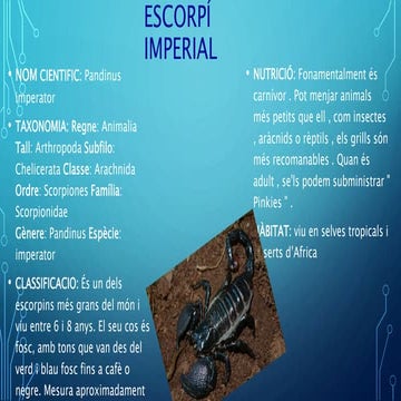 Escorpí imperial zoo | PPT