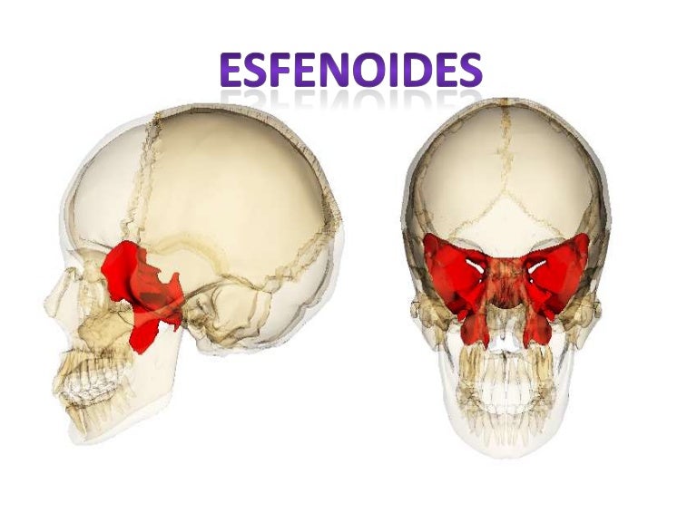Hueso Esfenoides(1 Cuerpo, 2 Alas Menores, 2 Alas Mayores y 2 Apófisis ...