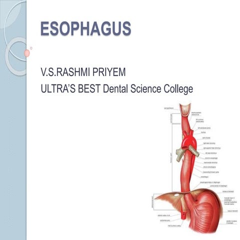 Esophagus | PPTX