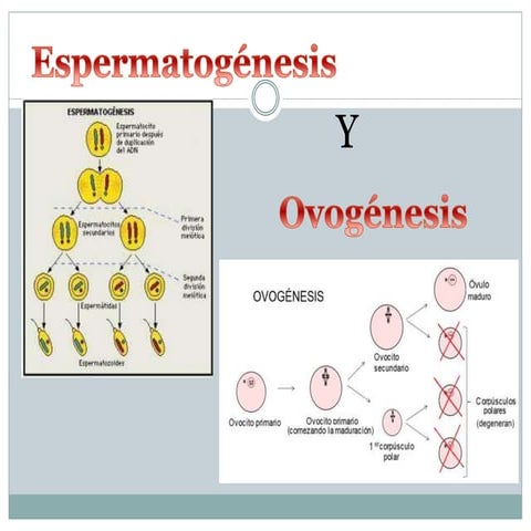 Espermatogénesis y Ovogénesis | PPTX