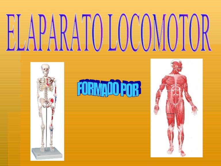 Aparato Locomotor Wikipedia La Enciclopedia Libre