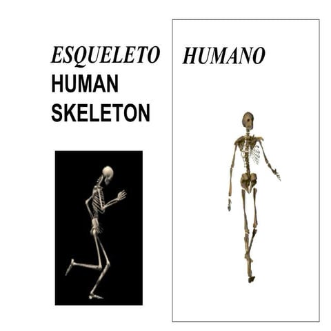 Esqueleto humano... | PPT