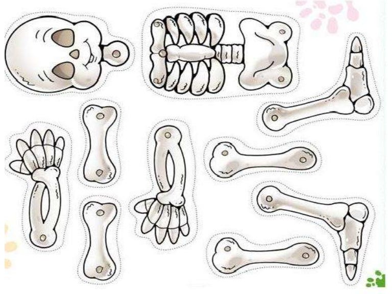 Esqueleto para armar