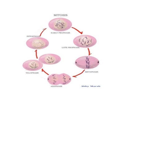 Esquema ciclo celular | DOC