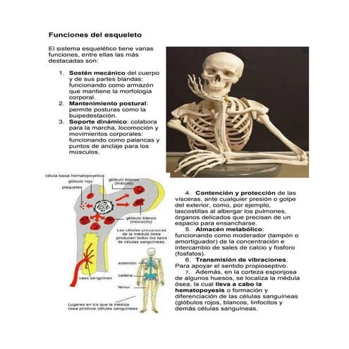 Esquema funciones esqueleto | PDF