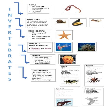 Esquema invertebrates | PDF