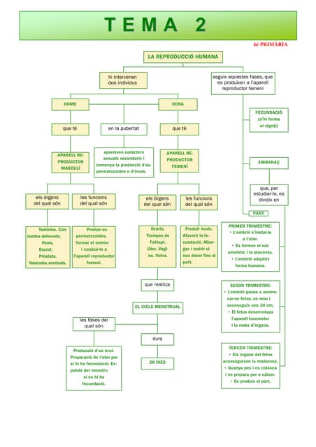 Esquema tema 2 dificil | PDF