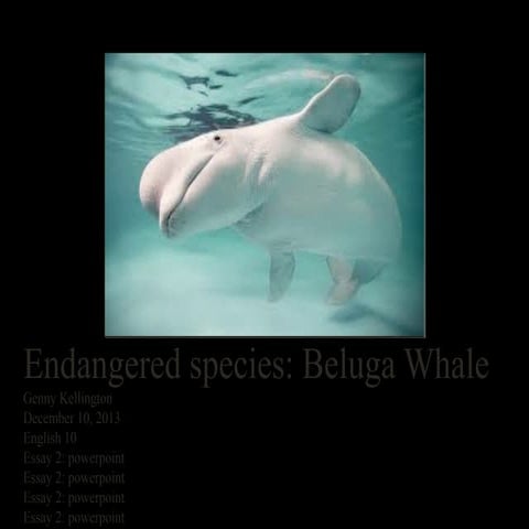Dugong | PPTX